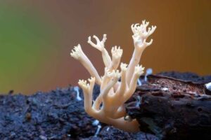 Coral Mushrooms: Types, Benefits, and Identification Guide