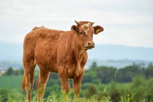 How Much Does the Average Cow Weigh? | Cattle Weight Guide