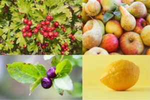 Fruits That Start With E in English: Explore Unique & Exotic Picks